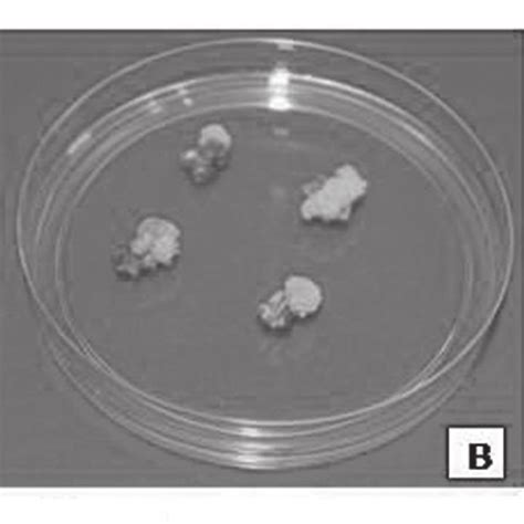 Figure1 A And B Transgenic Callus Proliferation In In Vitro Root And