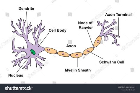 Scientific Designing Neuron Structure Colorful Symbols Stock Vector
