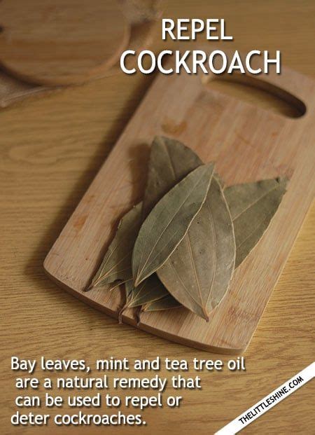 Natural Diy Bug Repellent To Repel Ants Mosquitos And Other Bugs The