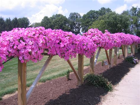 Supertunias - For a Perfect Landscape! - K & S Greenhouse