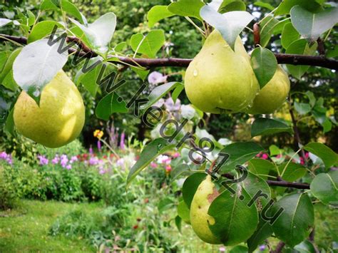 Купить саженцы Груши Чижовской 🌱цена от 700₽, доставка СПб/Ленобласть ...