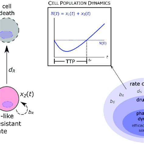 Levels Of Parameterization In The Dynamical Model Of Tumor Growth At