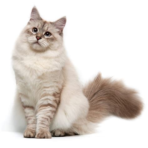 Siberian Forest Cat Size