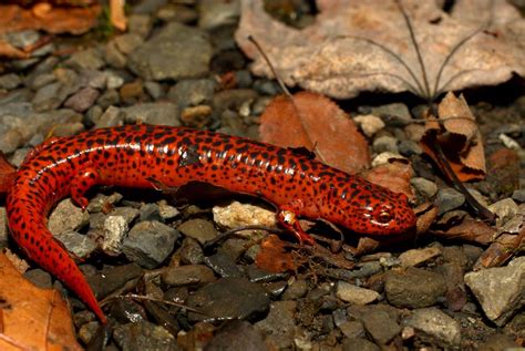 Northern Red Salamander Amphibian And Reptile Conservancy