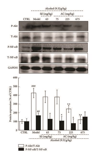 Two Week Ac And Sil Treatment Suppressed The Levels Of Phosphor Nf κb