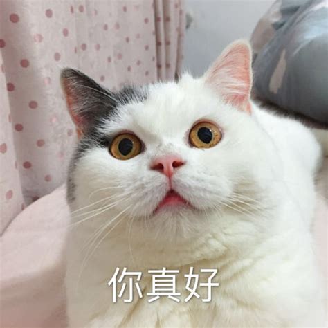 Zhang Zhu Postdoc Position Doctor Of Philosophy City University Of Hong Kong Kowloon