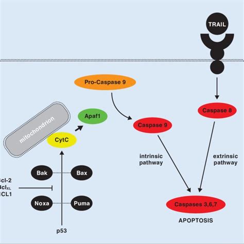 Schematic Representing Intrinsic And Extrinsic Apoptosis Initiation