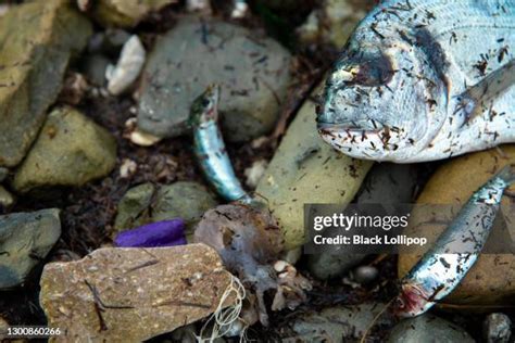 Decomposing Bacteria Photos And Premium High Res Pictures Getty Images