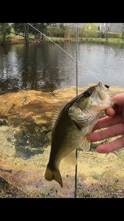 Ultralight Bass Fishing Youtube