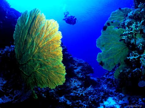 1100 Океан шпалери на робочий стіл Hd Скачати Безкоштовно заставки