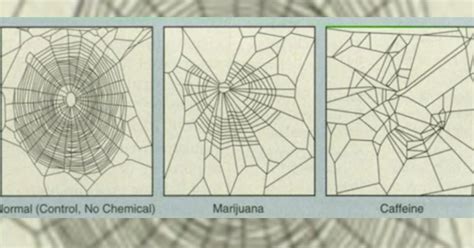 An Old Nasa Study Gave Spiders Drugs To See How It Affected Their Webs And It Ll Make You Want