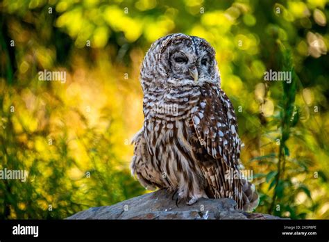 Barn Owl Face Illustration Hi Res Stock Photography And Images Alamy