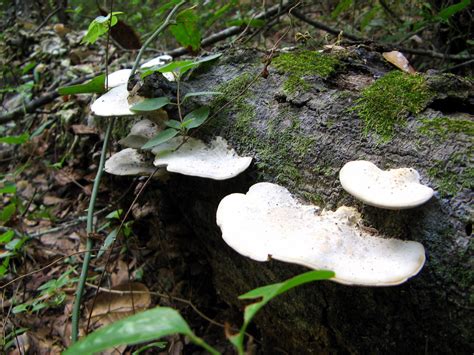 Shelf Fungi Identification