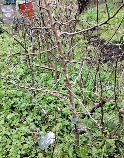 Fruit Tree Grafting Workshop Bristol Good Food 2030