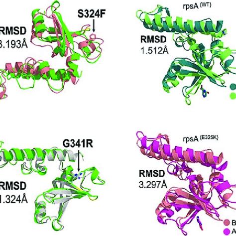 Superimposition Of Wild Type Rpsa Green And Mutant A Structure Of