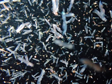 News From Lirs Big Coral Spawning Event In 2022 The Australian