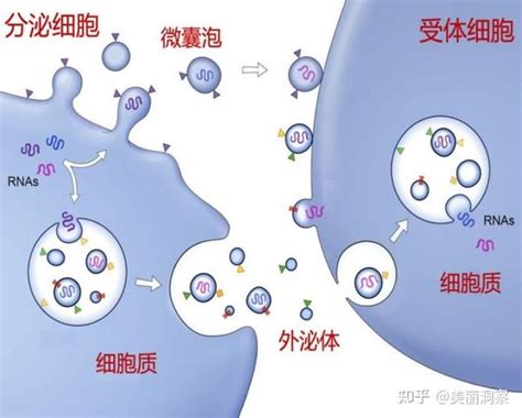 外泌体应用于皮肤、口腔护理的研究 知乎