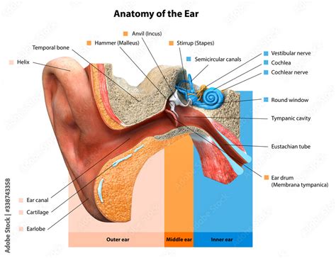 Human Ear Diagram Bodytomy Robin Levy A Space Of Solidarity Art