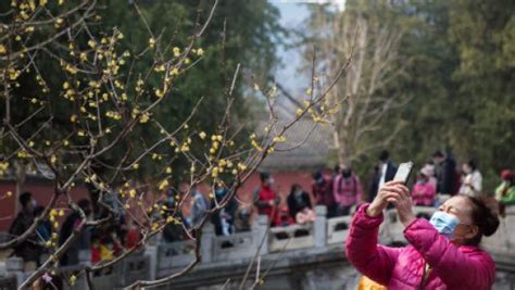 北京植物园卧佛寺里蜡梅绽放 凤凰网视频 凤凰网