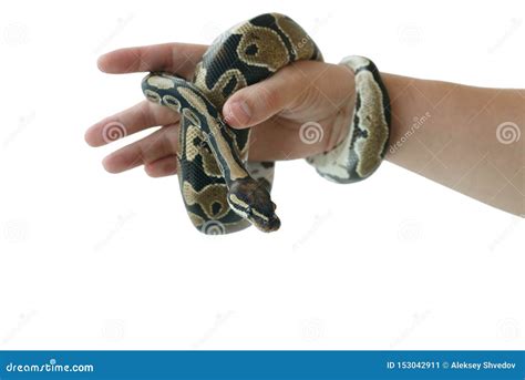 The Image Of The Royal Or Ball Python On The Hand Of Man Stock Image