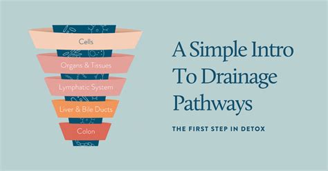 A Simple Intro To Drainage Pathways The First Step In Detox — Healing