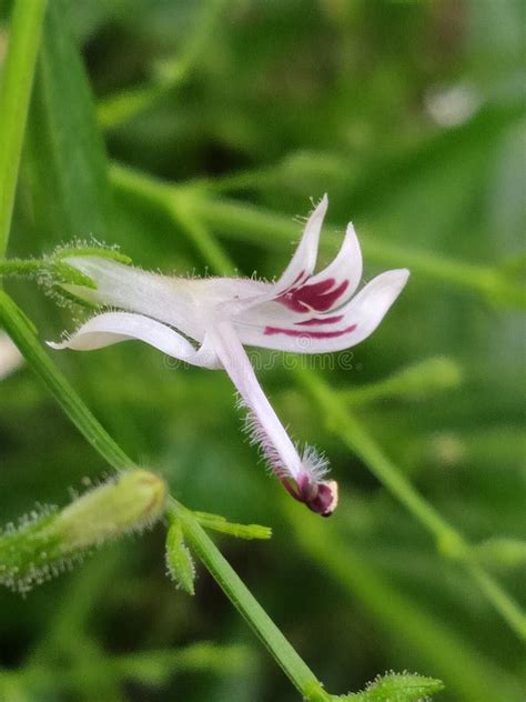 Andrographis Paniculata Or Acanthaceae Stock Image Image Of Prairie