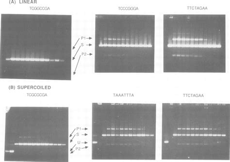 Effects Of Spacer Alterations On Recombination Flp Titration Assays Download Scientific
