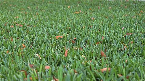 Popular St Augustine Grass Varieties In Florida Sod Solutions