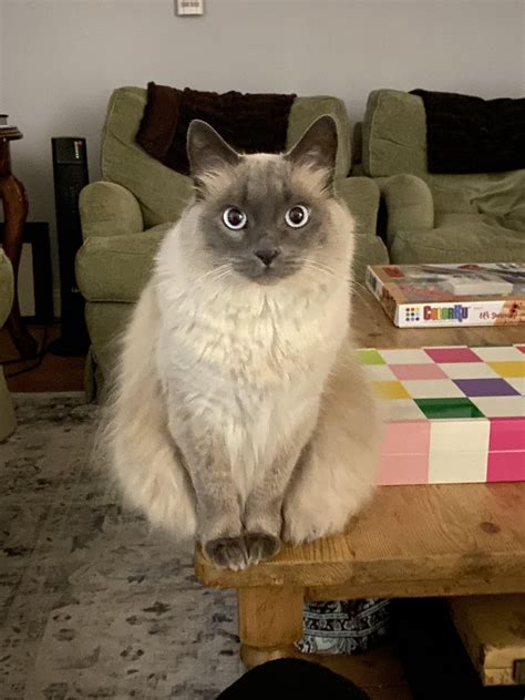 Is My Cat Plotting To Kill Me Rcathelp