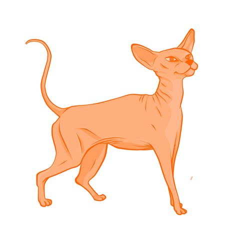 Sphynx Cat Drawing Free Download On ClipArtMag