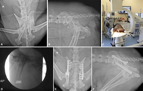 Ventrodorsal And Lateral Radiographic Views Of The Pelvis In Case 1