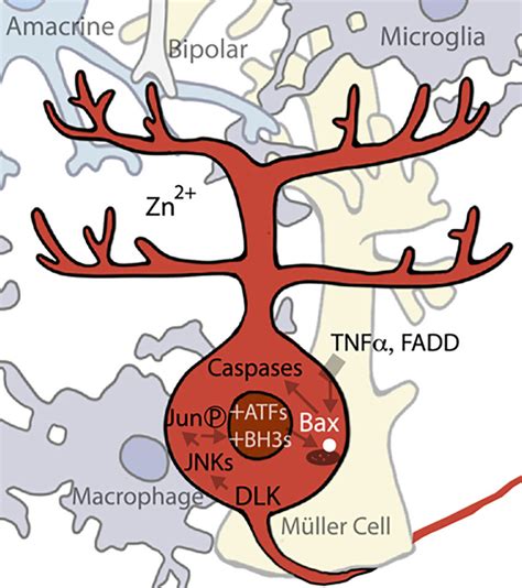 Retinal Ganglion Cell Rgc Death Pathways Both Pathways Internal To