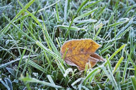 What Temperature Is Too Cold To Mow Grass Obsessed Lawn And Garden