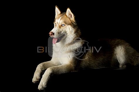 Siberian Husky - Trio Bildarchiv