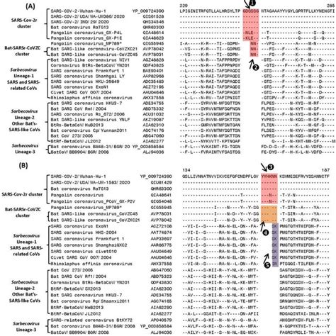 Partial Sequence Alignment Of Two Conserved Regions Overlapping From