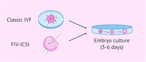 Types Of Fertilization And Embryo Culture