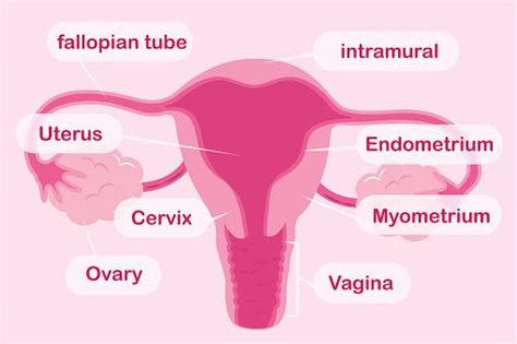 Anatomy Of Uterus Ppt