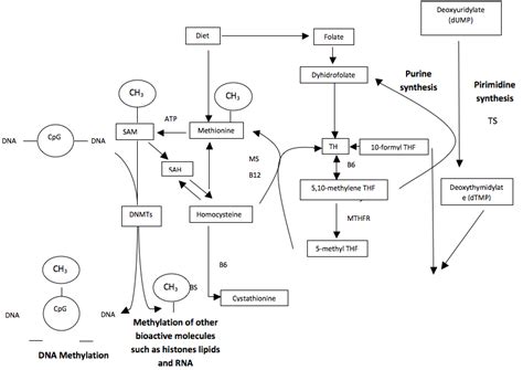 Metabolism Pathway Of Folate Vitamin B12 And Methionine Methylation