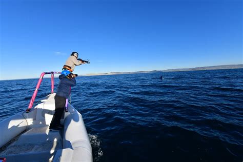 Viaje Al Interior De Un Santuario Marítimo En Busca De La Ballena Sei