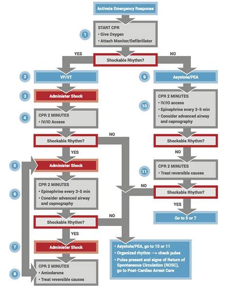 PALS Drugs Pharmacology Algorithms To Study