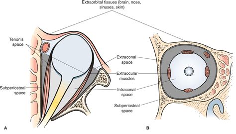 Diagnostic Approach To The Patient With Proptosis Clinical Tree