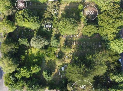 The Trees Of Heene Cemetery Friends Of Heene Cemetery