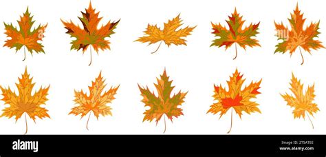Collection Of Maple Leaves In Different Positions Maple Leaves