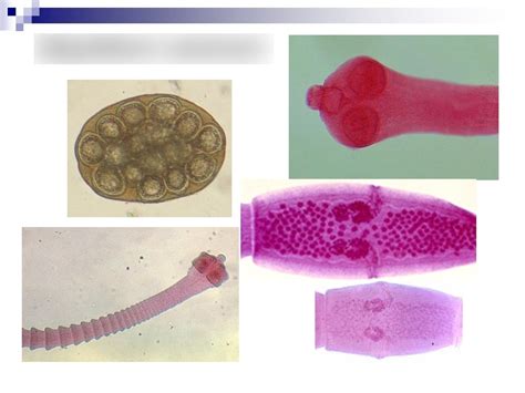 Lab Practical 1 Diagram Quizlet