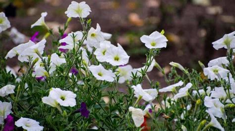 Controlling Bindweed What Is It And Best Control Methods