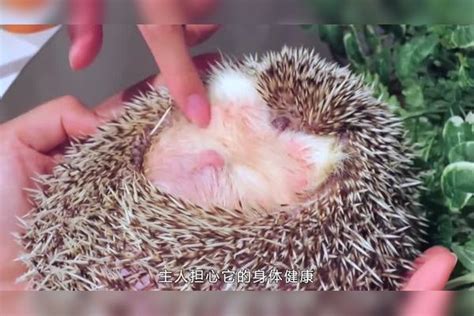 胖到无法翻身是种什么体验这个最胖的动物百年难得一见 什么 动物