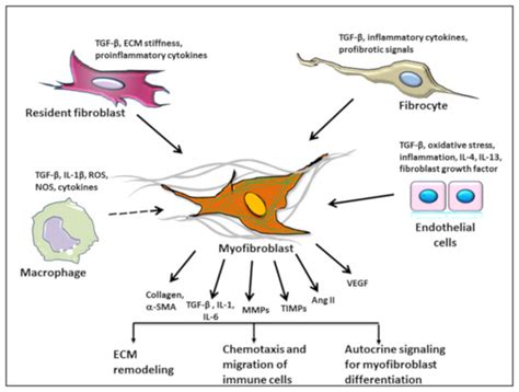 Fibroblasts And Their Pathological Functions In The Fibrosis Of Aortic Valve Sclerosis And