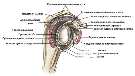 Анатомия плече-лопаточного сустава - KinesioPro