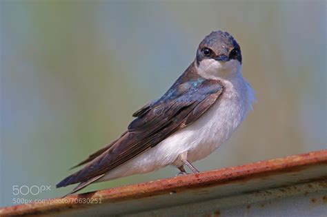 Female Tree Swallow Portrait By Paul Wyman 500px