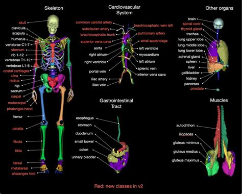 Total Body Segmentation Using Monai Deploy On An Amd Gpu — Rocm Blogs